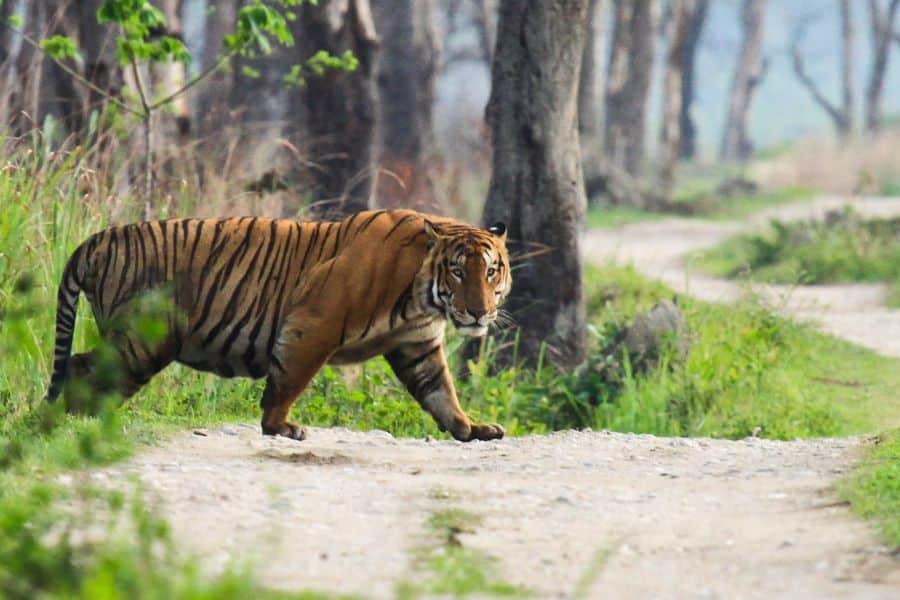 Explore India's Tiger Reserves and National Parks | Private Safari